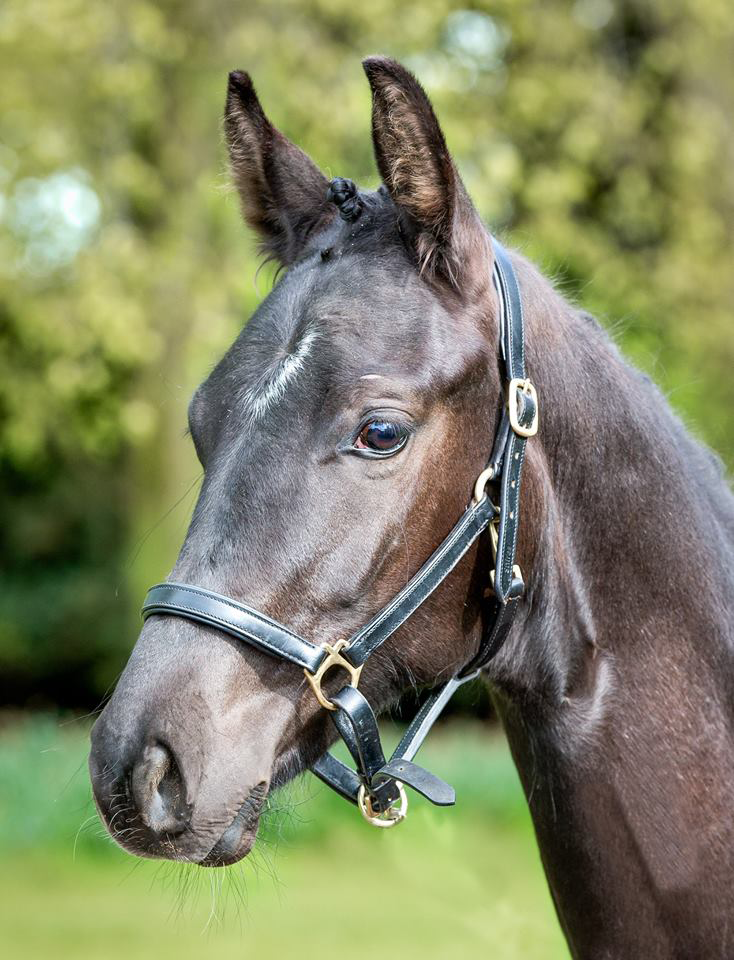 Stretton Hall Stud produces the finest sports horses | Stretton Hall Stud