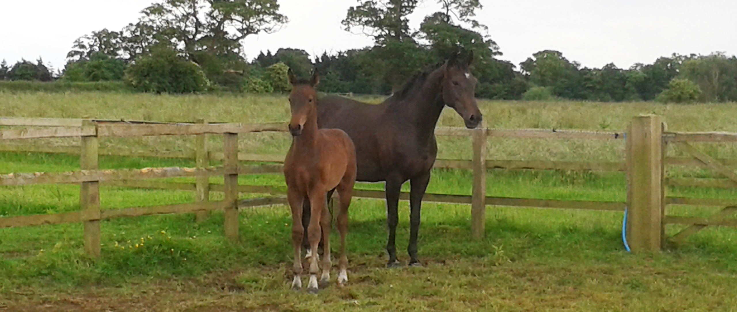 Stretton Hall Stud produces the finest sports horses | Stretton Hall Stud